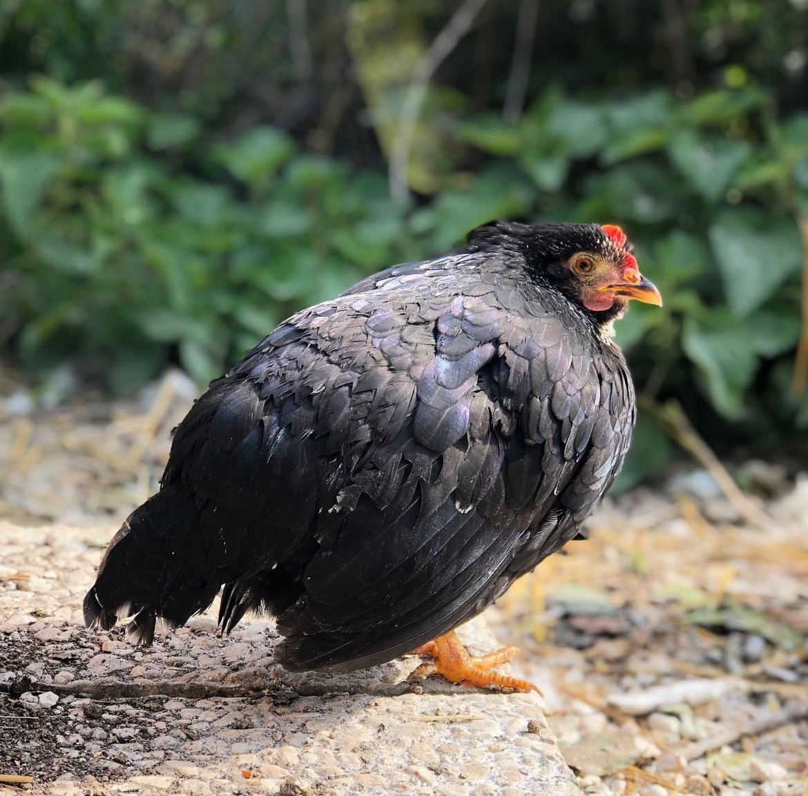 Le malattie più comuni dei polli